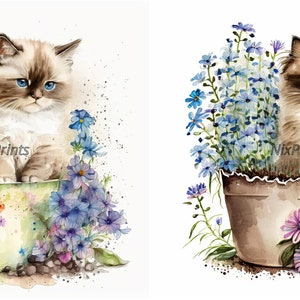 Ragdoll Cat Clipart and Spring Flowers Digital Images for Commercial ...