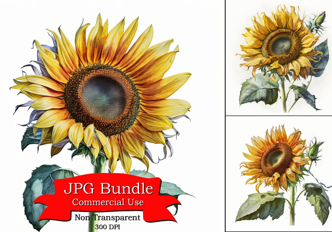 Sunflower Watercolor Clipart,floral Art, Botanical Clipart, Digital ...