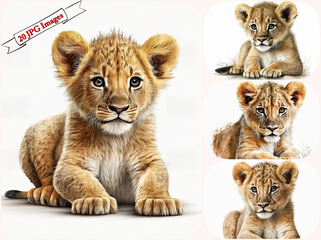 Real Lion Cub Clipart Digital Image Downloads for Commercial Use - High ...
