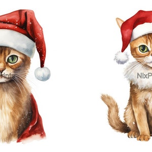 Abyssinian Cat Clipart, Christmas Clipart, Santa Claus Dress, White ...