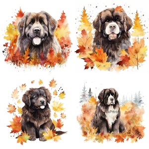 Newfoundland Fall Foliage Clipart, Dog Clipart,images for Cutting ...