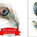 Detailed Peacock Feather Watercolor Clipart ,digital Paper Crafting ...