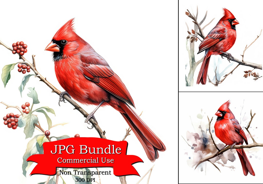 Watercolor Clipart Painting of a Red Cardinal, Digital Sticker for Yeti ...