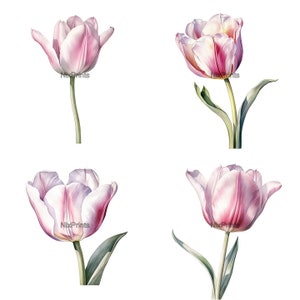 Tulip Flower Watercolor Clipart, White Background, JPG Format ,digital ...