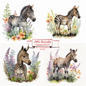 Baby Zebra Foal Clipart Set, Spring Flowers and Gardening Theme, 300 ...