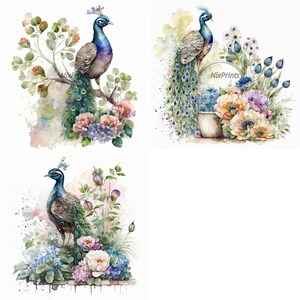Peacock Spring Flowers Clipart for Commercial Use, 300dpi High-quality ...