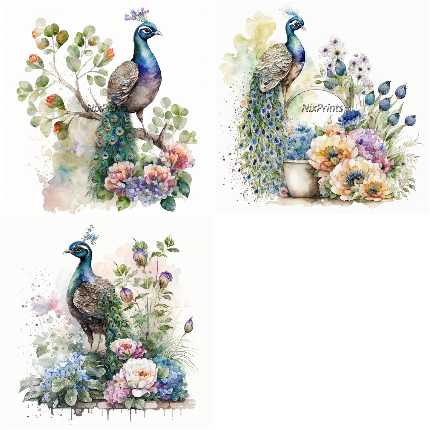 Peacock Spring Flowers Clipart for Commercial Use 300dpi - Etsy