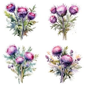 Thistle Flower Bouquet Clipart. Watercolor Art, Digital Paper Crafting ...