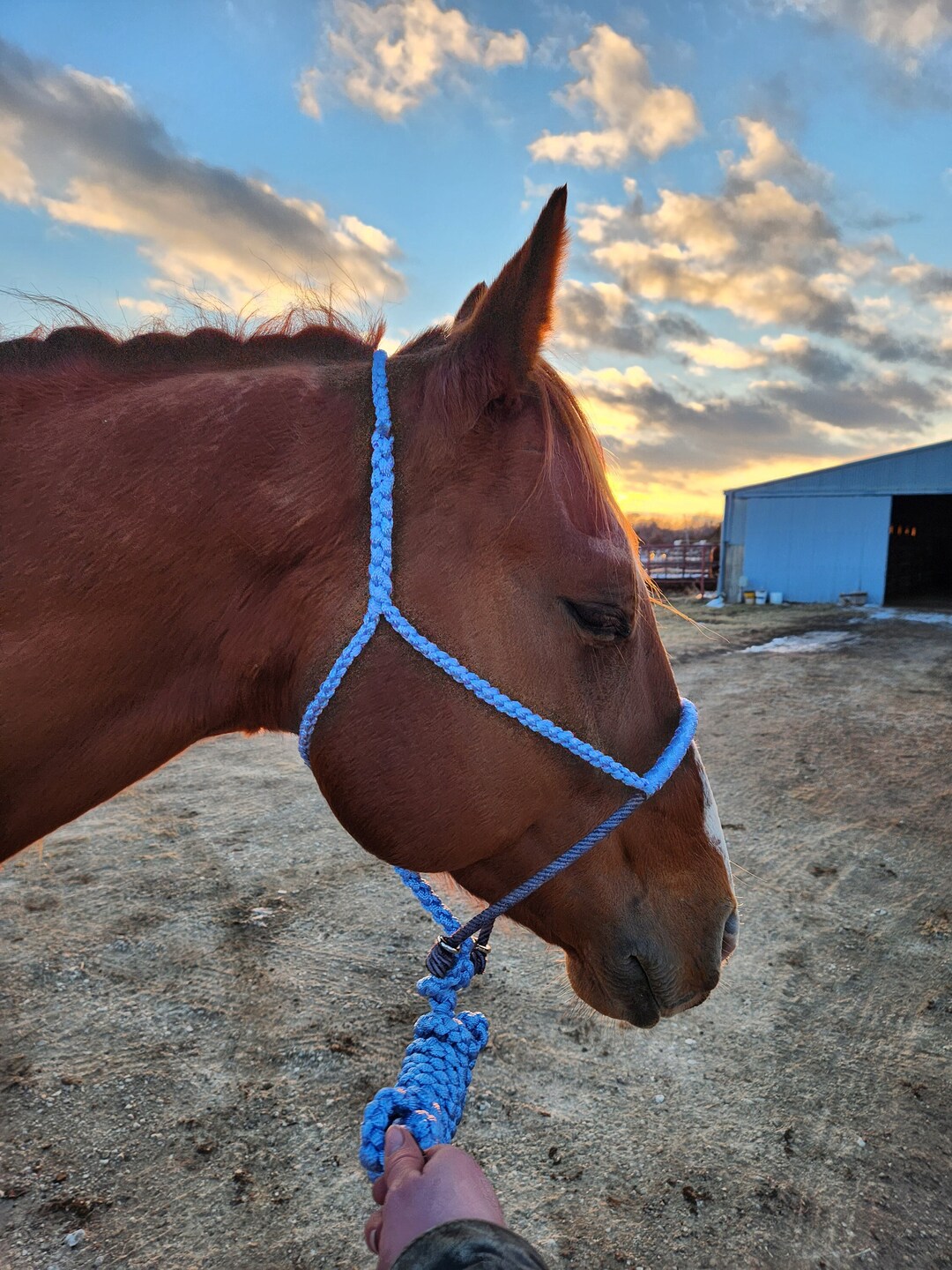 Covered Lariat Rope Nose Muletape Halter Various Colors - Etsy