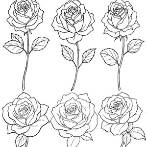 English Tea Roses Line Art Ink Bouquets - 15 Floral Clipart Png - Roses ...