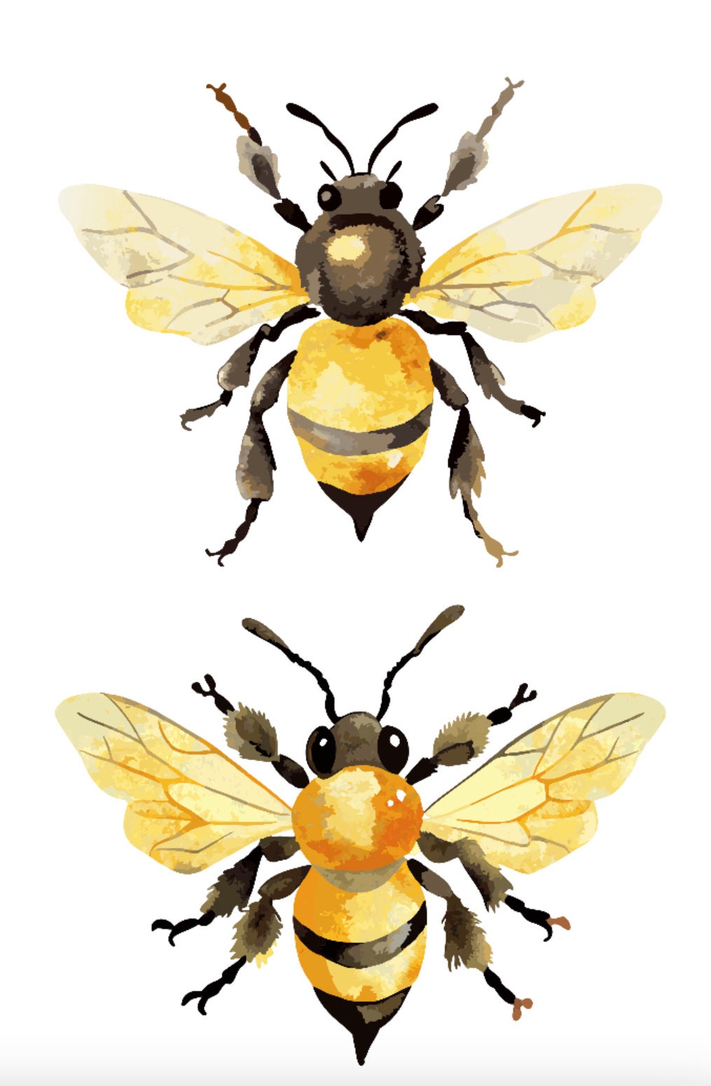 Bees Watercolor SVG 12 Insects Clipart - Garden Bee Bugs Cliparts PNG ...