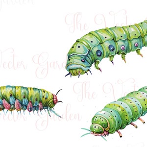 Caterpillar Watercolor SVG 6 Insects Clipart - Garden Green Caterpillar ...