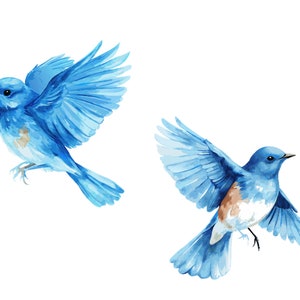 Blue Bird Watercolor SVG 9 Cute Clipart - Garden Flying Bluebirds ...