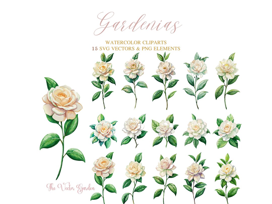 Gardenia Flower Watercolor SVG 15 Floral Clipart - Wedding White ...