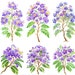 Jacaranda Watercolor SVG Set of 15 Floral Clipart Wedding Flowers ...