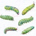 Caterpillar Watercolor SVG 6 Insects Clipart Garden Green Caterpillar ...