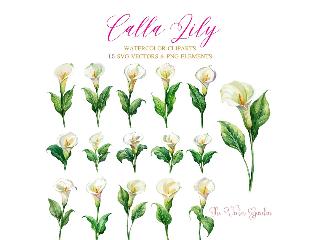 White Calla Lily Flower Watercolor SVG Set of 15 Floral Cliparts ...