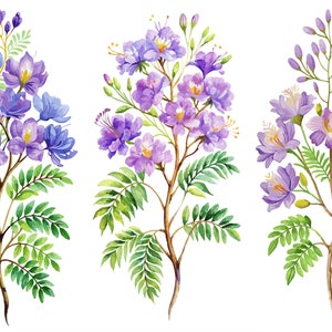 Jacaranda Watercolor SVG Set of 15 Floral Clipart - Wedding Flowers ...