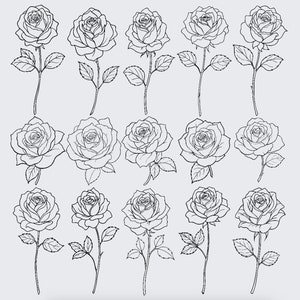 English Tea Roses Line Art Ink Bouquets - 15 Floral Clipart Png - Roses ...