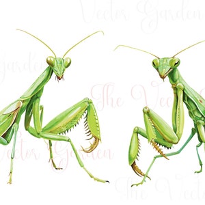 Mantis Watercolor SVG 4 Insects Clipart - Garden Green Mantis Insect ...