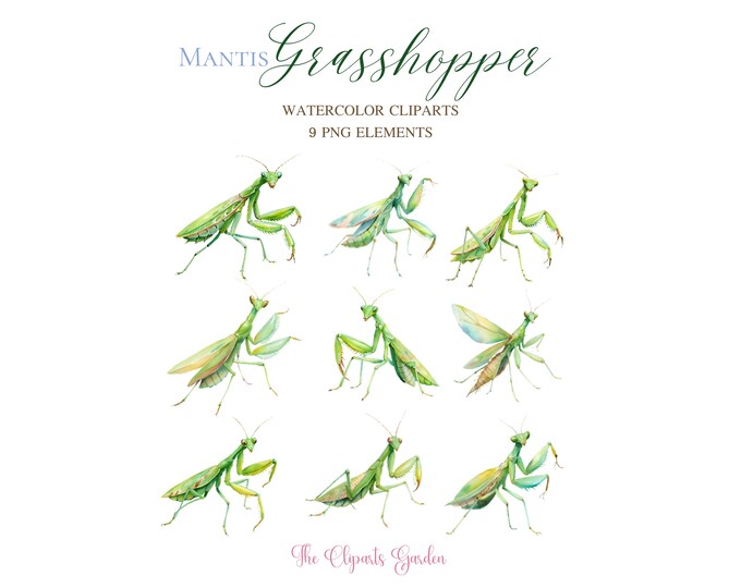 Watercolor Insect Clipart Bundle: Butterflies, Spiders, Praying Mantis ...