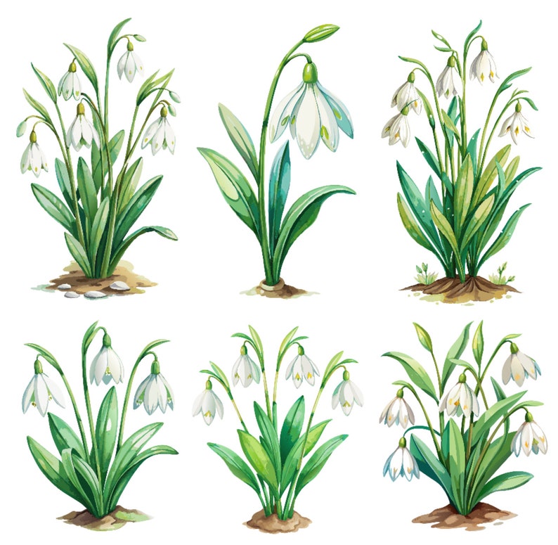 Snow Drop Flower Watercolor SVG 15 Floral Clipart - Wedding White ...