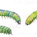 Caterpillar Watercolor SVG 6 Insects Clipart Garden Green Caterpillar ...