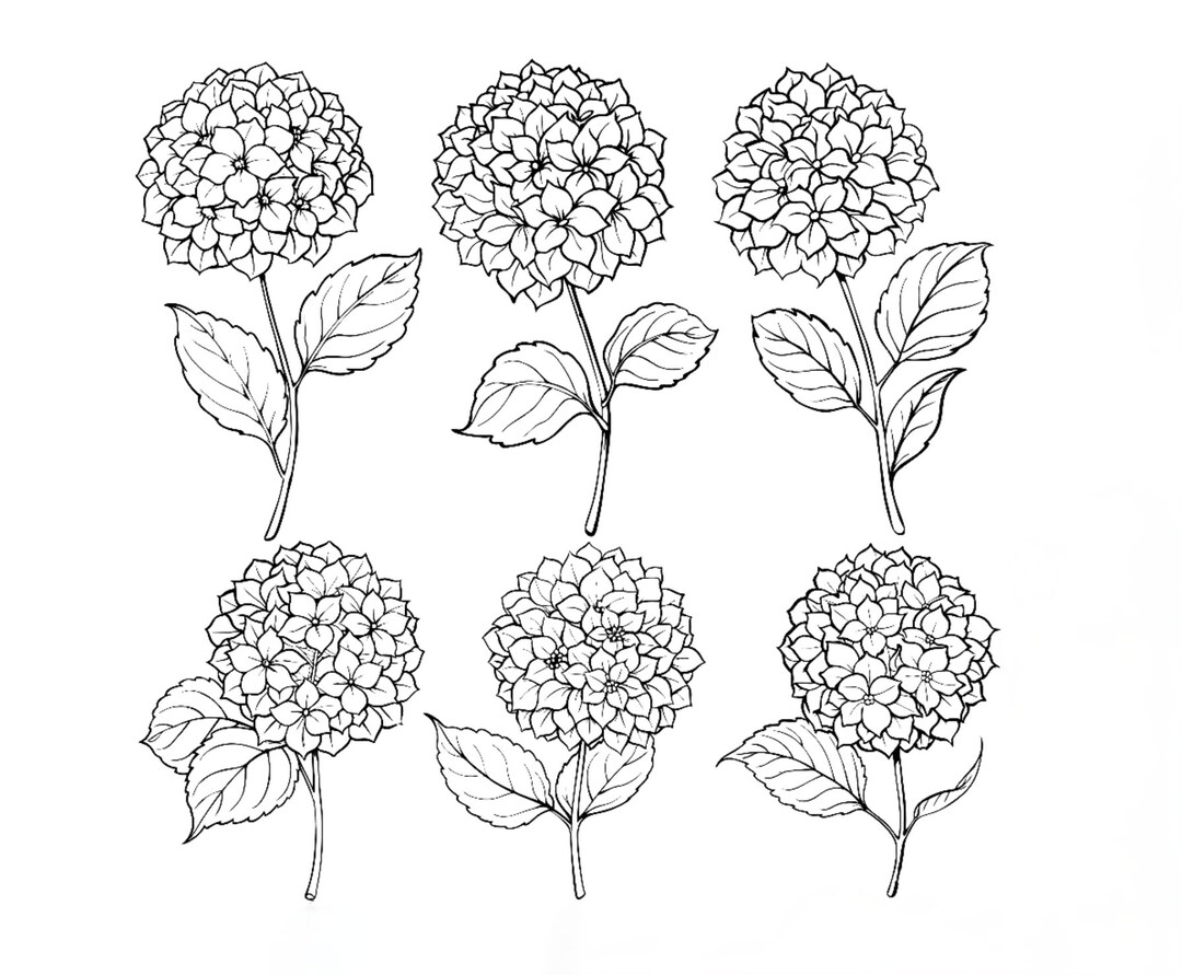 Hydrangea Flowers Line Art Ink SVG Set of 15 Floral Cliparts - Wedding ...