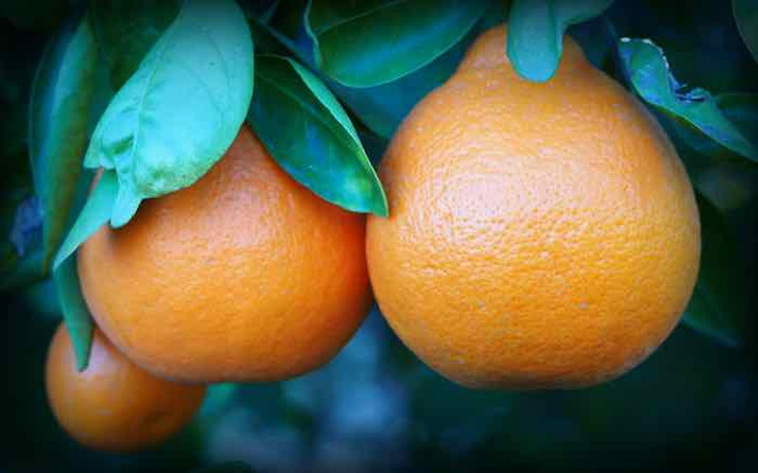 Four (4) Minneola Tangelo Tree - Unrooted Cuttings 7-8 Inches - Etsy