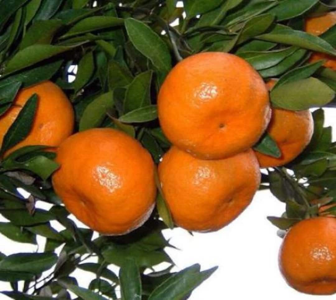 Honey Murcott Tangerine Tree 4 Unrooted Cuttings, the Epitome of Citrus ...