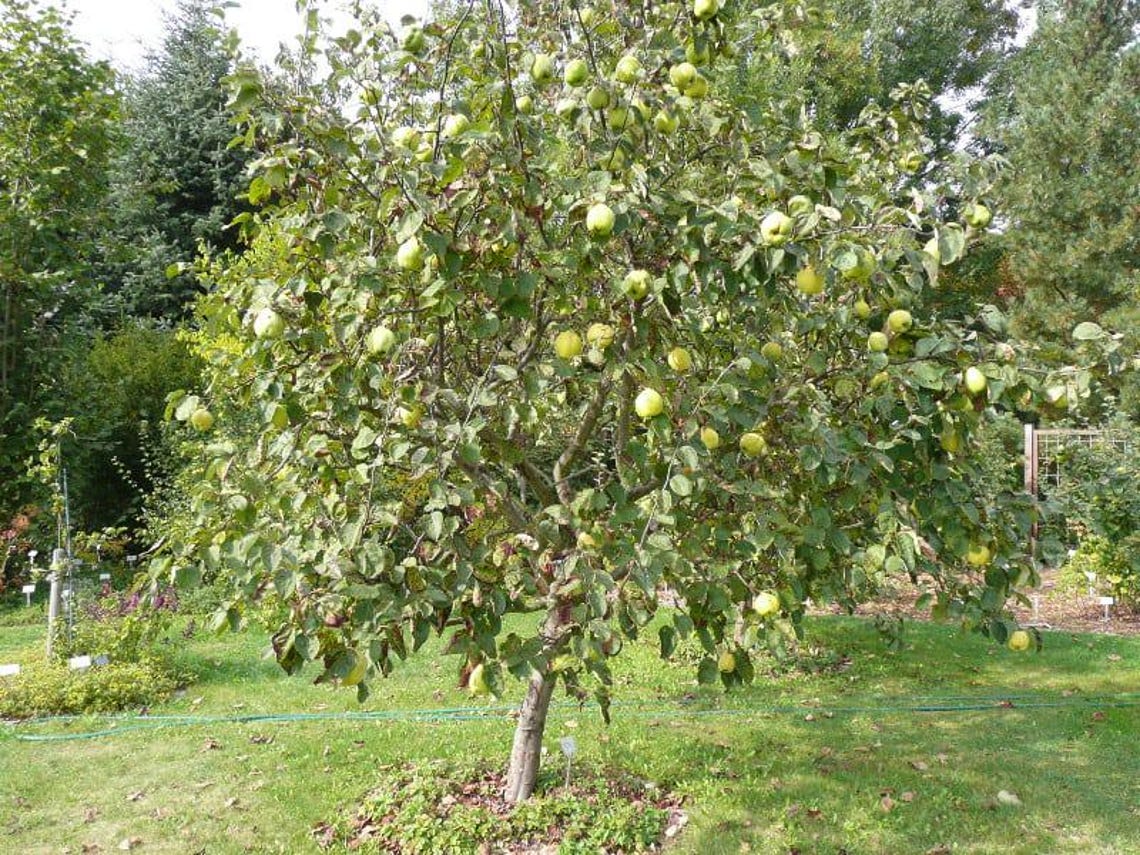 Four (4) Quince Tree (cydonia Oblonga) Non-rooted Cuttings 7-8 Inches ...