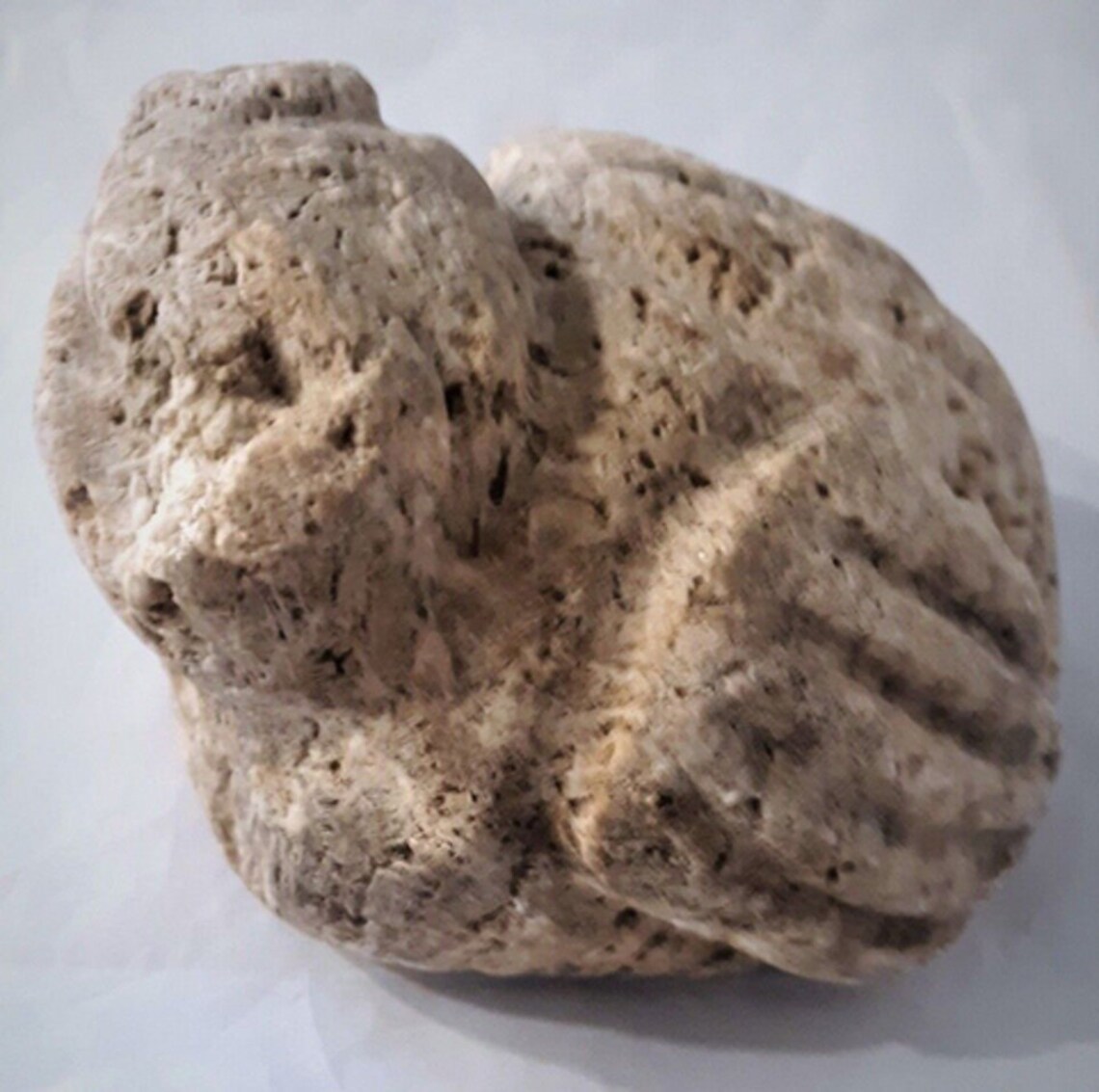 Paleo Indian Stone Effigy Florida Keys or Everglades - Etsy