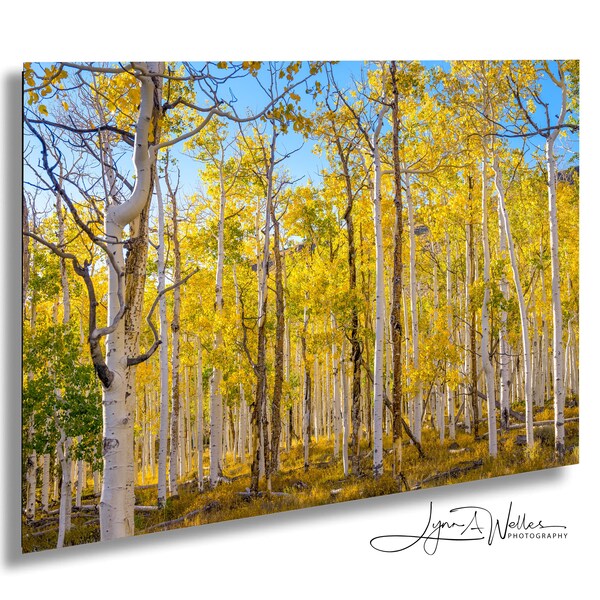 Birch Trees Wall Art - Etsy