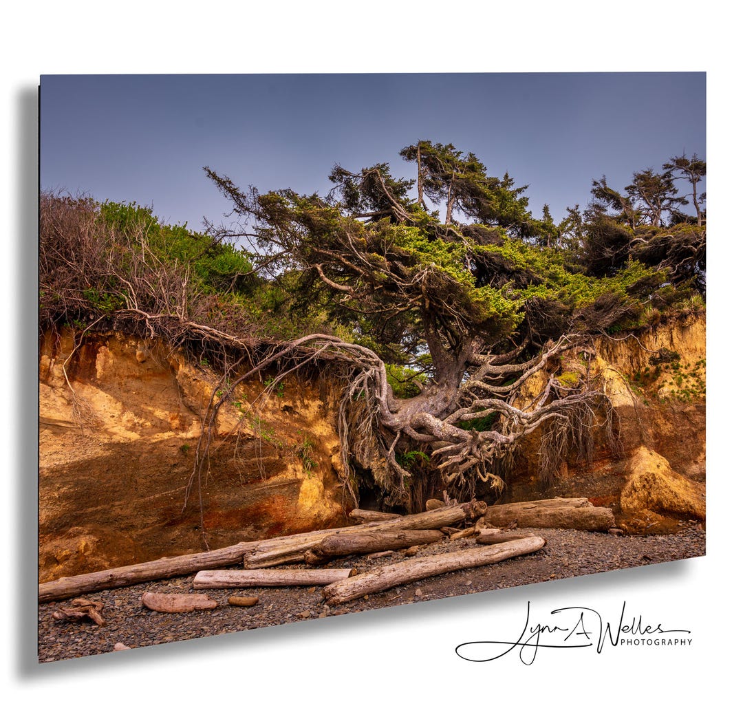 Tree of Life on Kalaloch Beach Print, Olympic National Park, PNW Nature ...