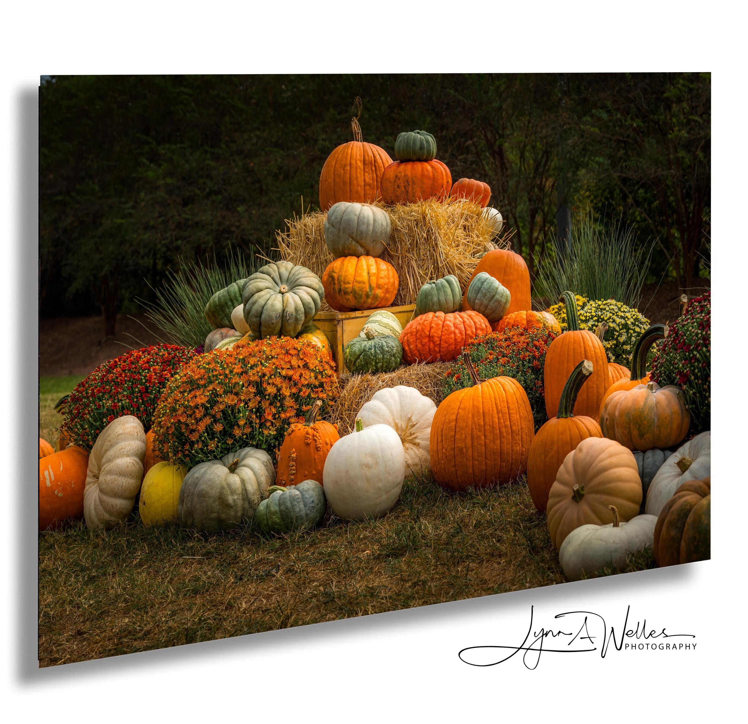 Fall Colors, Gourds and Pumpkins Print: Autumn Nature Photography - Etsy