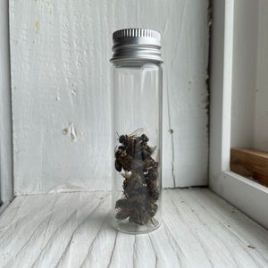 Real, Dried and Preserved Honeybees Great for Photography, Crafts or ...