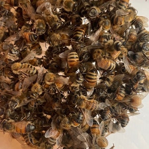 Real, Dried and Preserved Honeybees Great for Photography, Crafts or ...