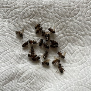 Real, Dried and Preserved Honeybees Great for Photography, Crafts or ...