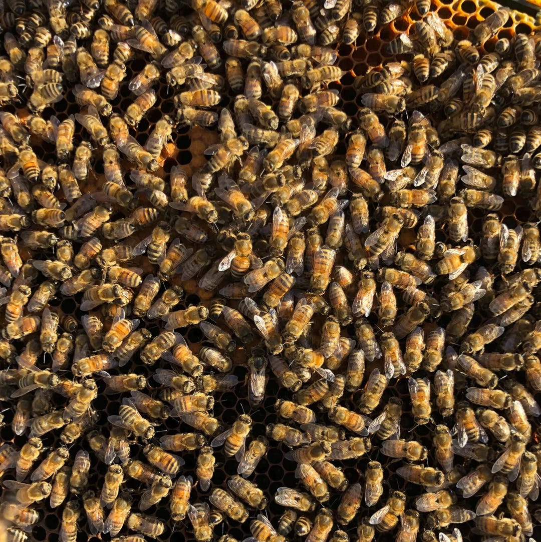 Real, Dried and Preserved Honeybees Great for Photography, Crafts or ...
