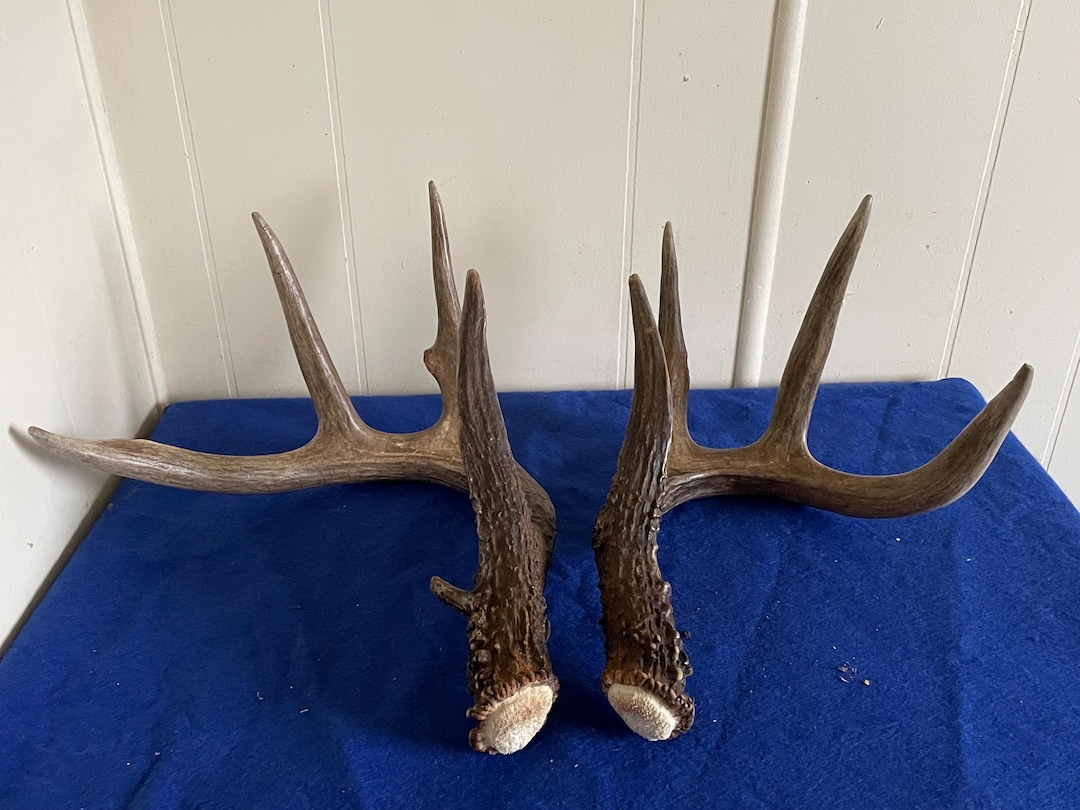 Chocolate Set of Whitetail Shed Antlers Fresh - Etsy