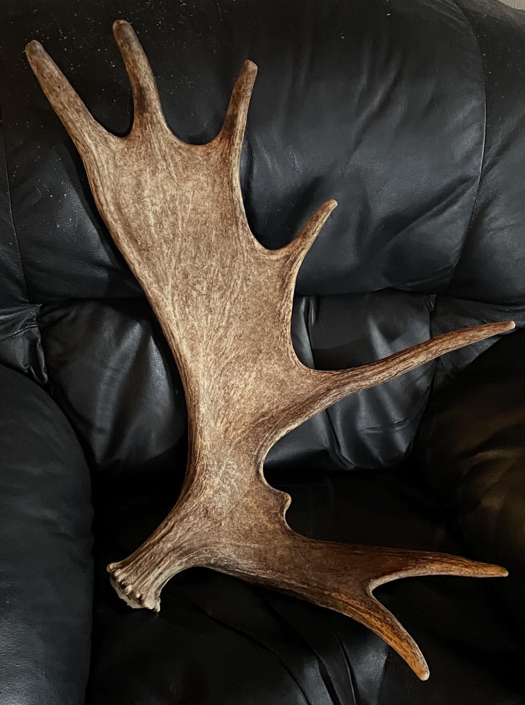 Fresh Medium Moose Shed Antler - Etsy