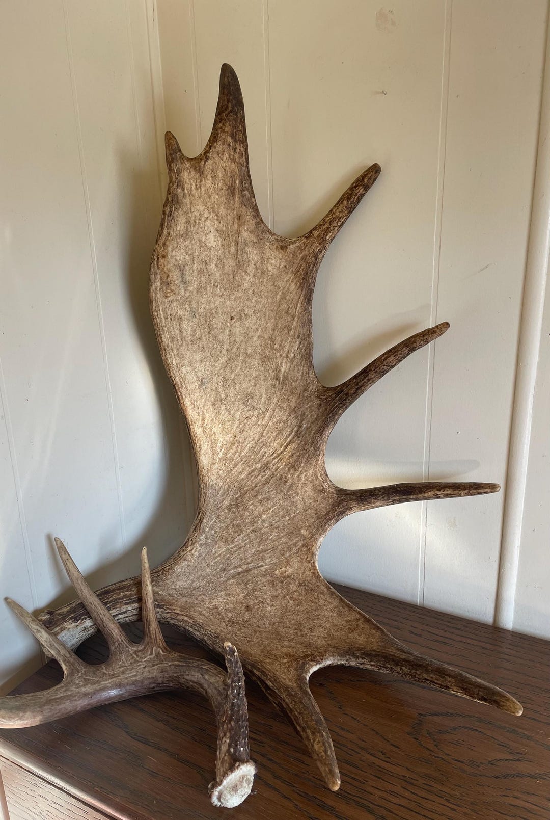 XL Canadian Bull Moose Shed Antler - Fresh - Mint Condition - OBO - Etsy