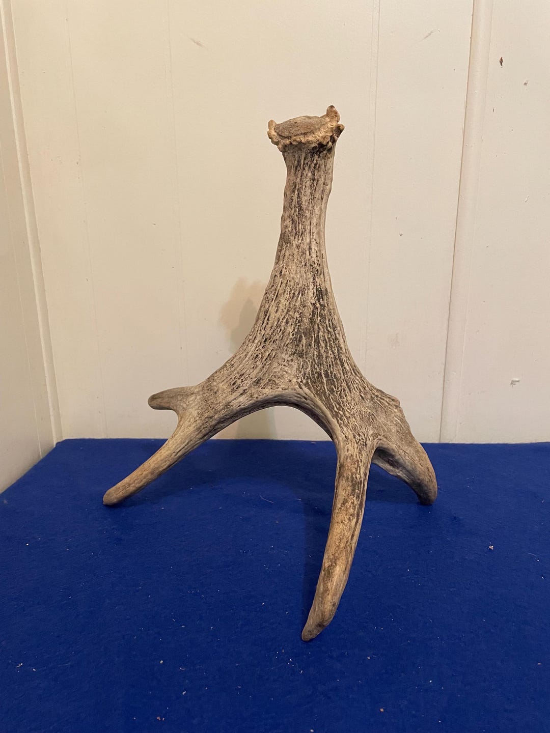 Tiny Moose Shed Antler Unique Self Standing Display Rare Antler - Etsy
