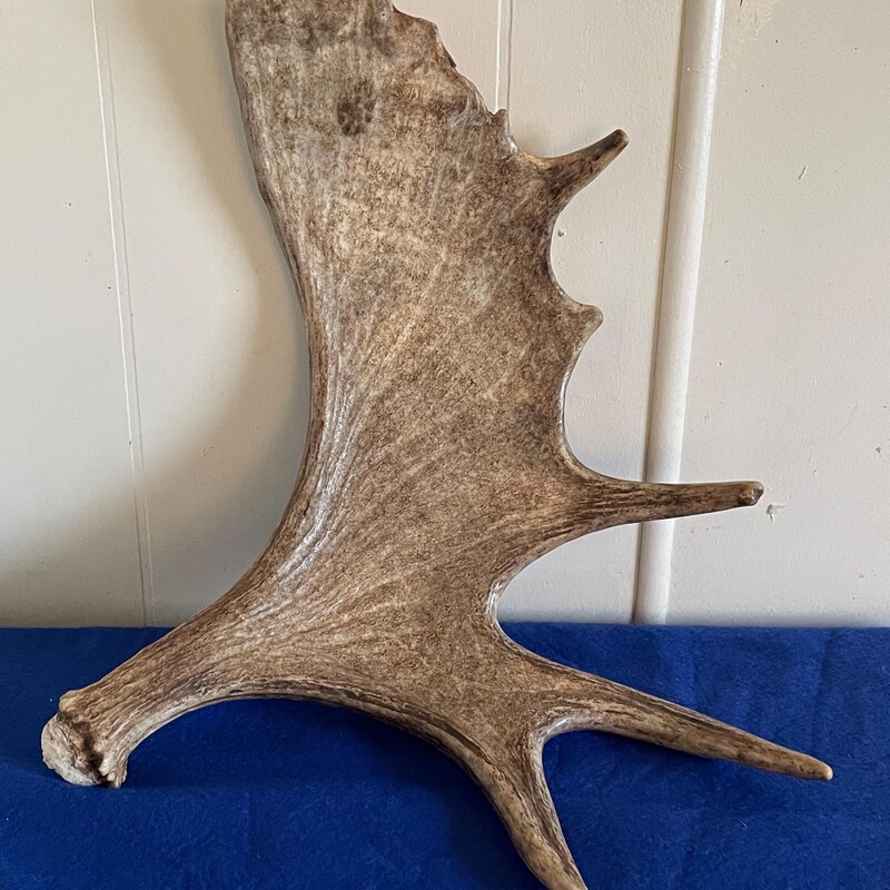 Moose Antler Carving - Etsy