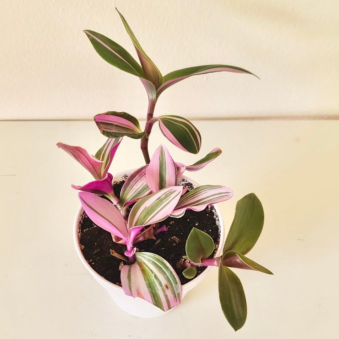 4 in Tradescantia Nanouk Pink Nanouk House Plant 4 Inch - Etsy