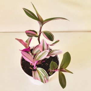 4 in Tradescantia Nanouk Pink Nanouk House Plant 4 Inch - Etsy