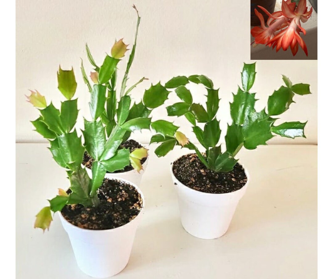 Christmas Cactus Thanksgiving Cactus Orange-pink Flower Salmon Flower 4 ...