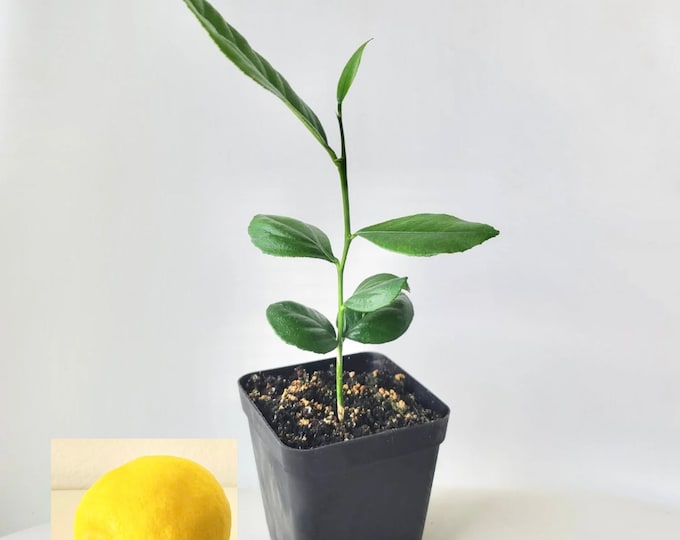 Lemon Tree Seedling | Lemon Tree Starter Plant | 3 Inch Pot or 1 Inch ...