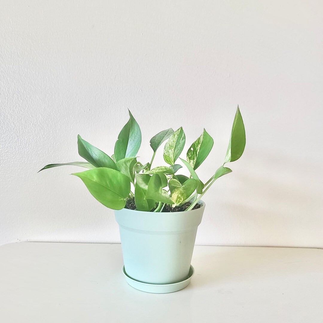 Marble Pothos | Golden Pothos | Pothos Vine | Vine House Plant | 6 Inch ...