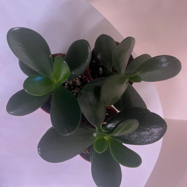 Jade Plant in Pot - Etsy